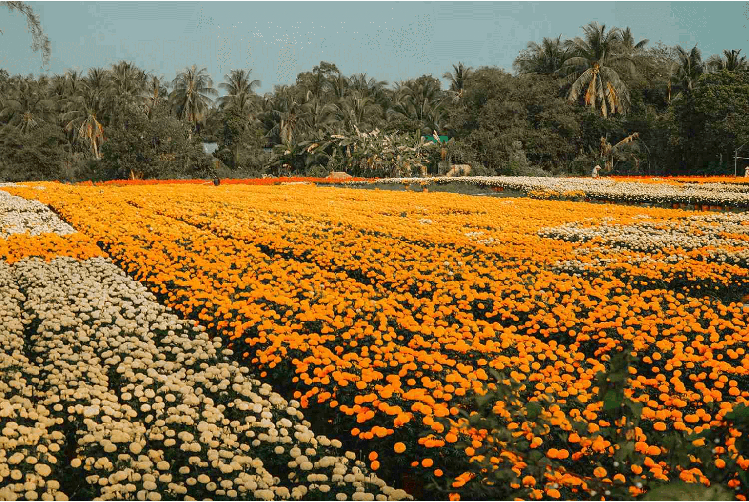 Vietnamese New Year - The orchard of Cai Mon before Tet - DMC in ...