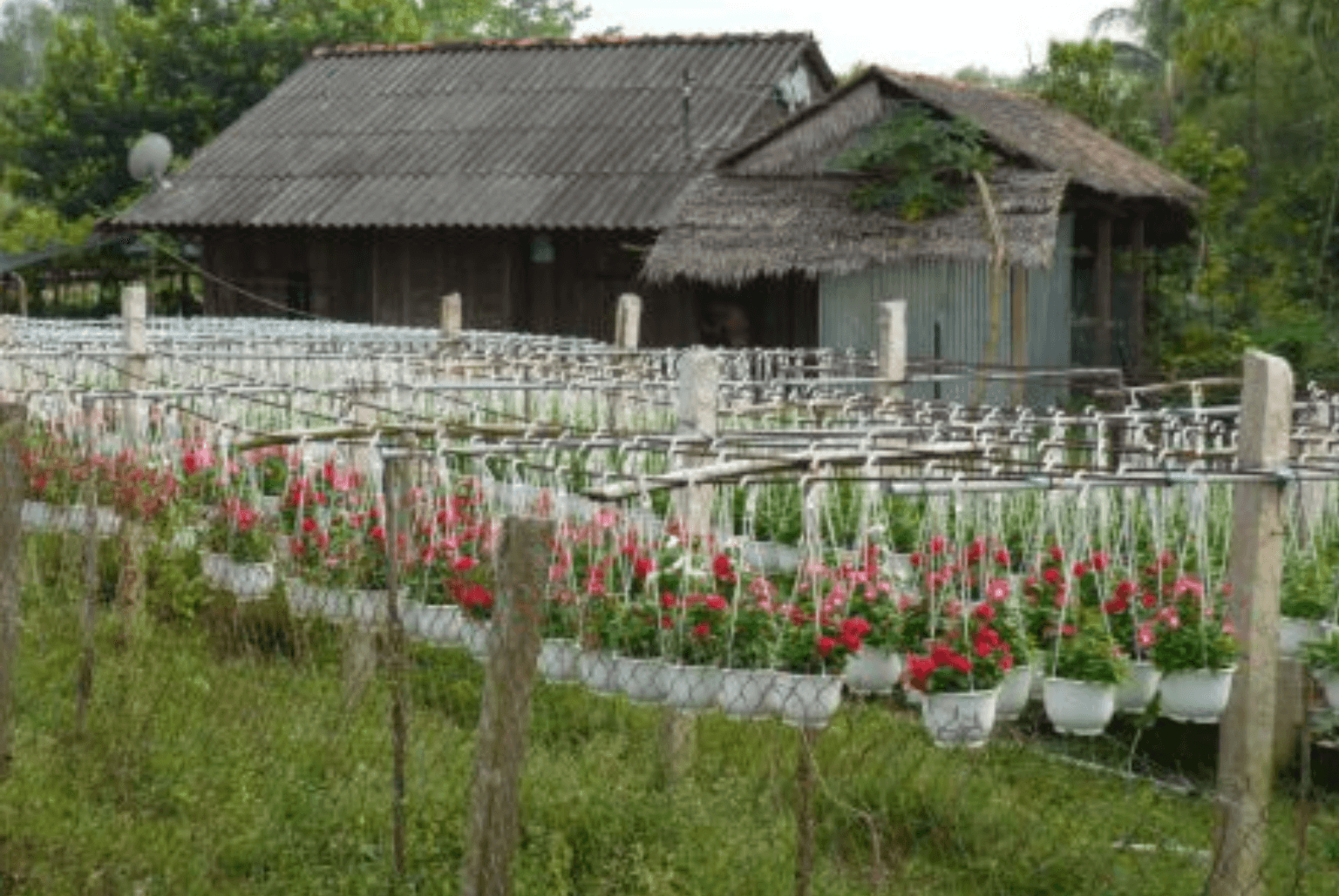 Vietnamese New Year - The orchard of Cai Mon before Tet - DMC in ...